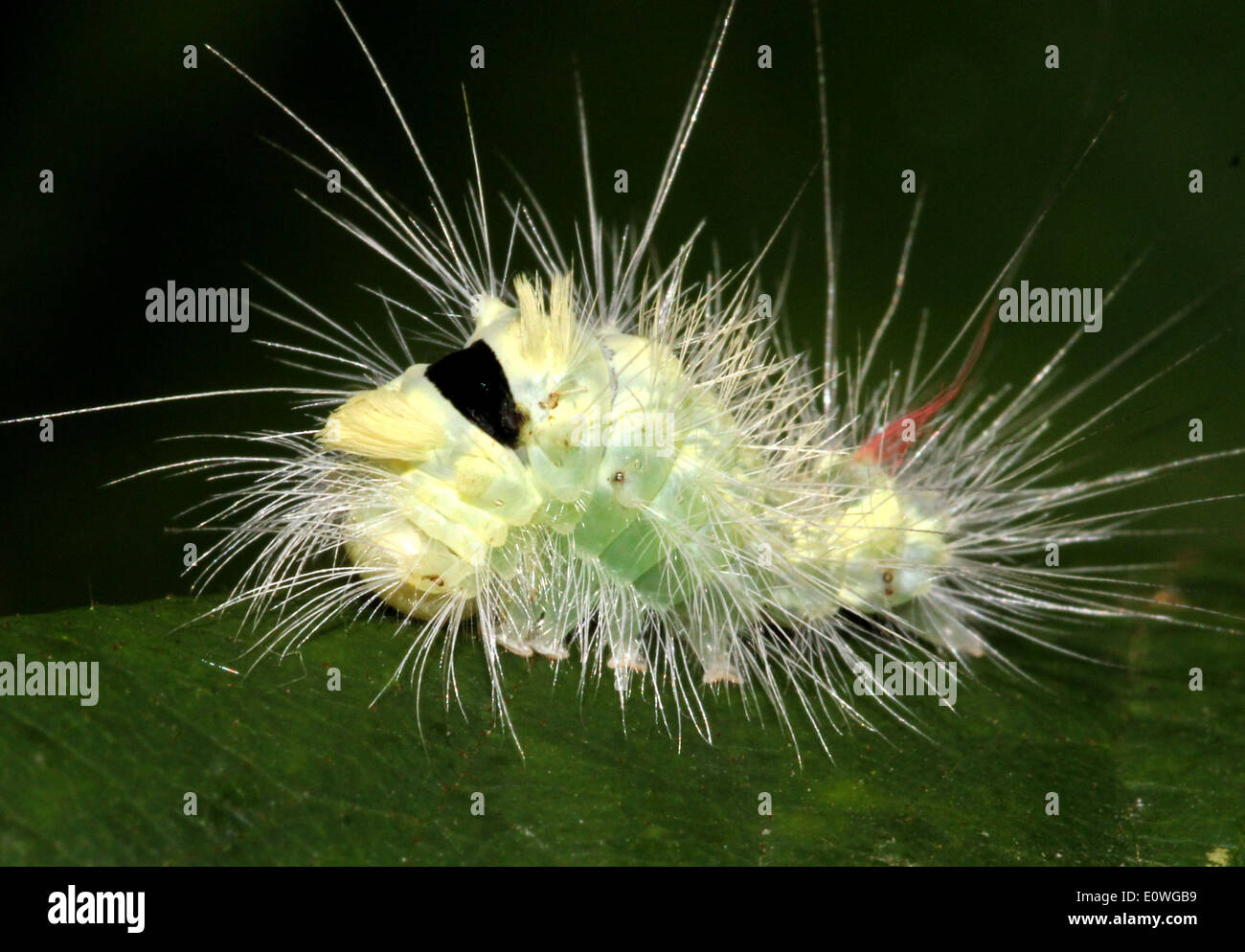 Caterpillar of the Pale Tussock moth (Calliteara pudibunda Stock Photo ...