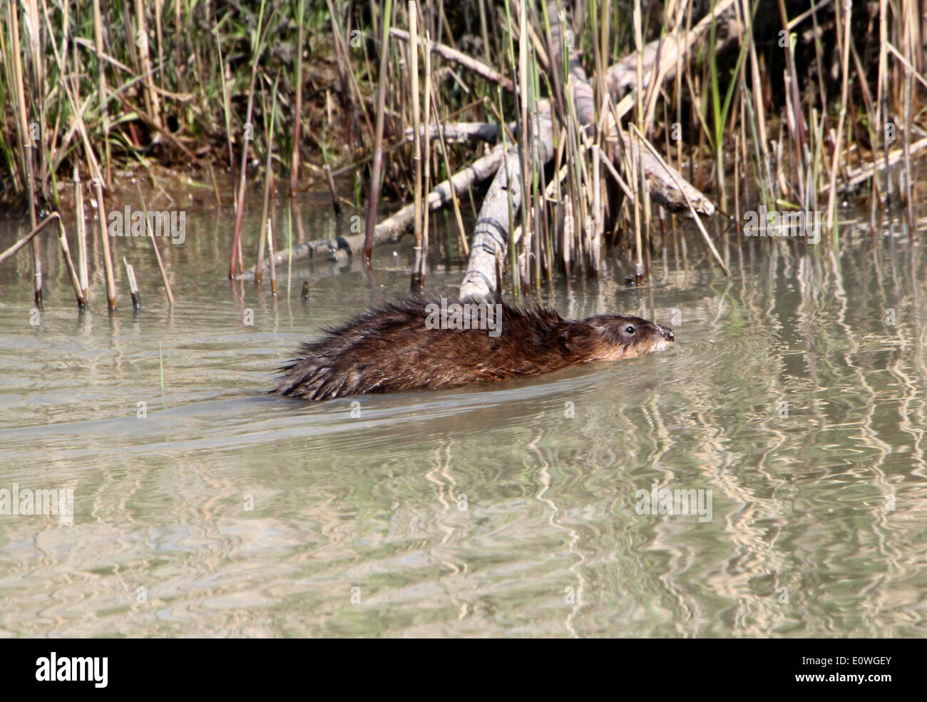 Close-up of a Muskrat (Ondatra zibethicus) swimming Stock Photo - Alamy