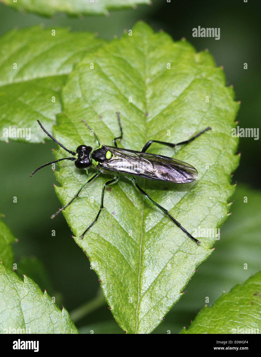 Rhogogaster viridis, a large and fairly common green sawfly Stock Photo ...