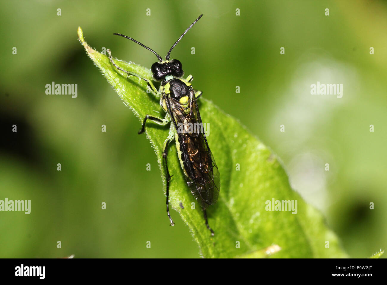 Rhogogaster viridis, a large and fairly common green sawfly Stock Photo ...