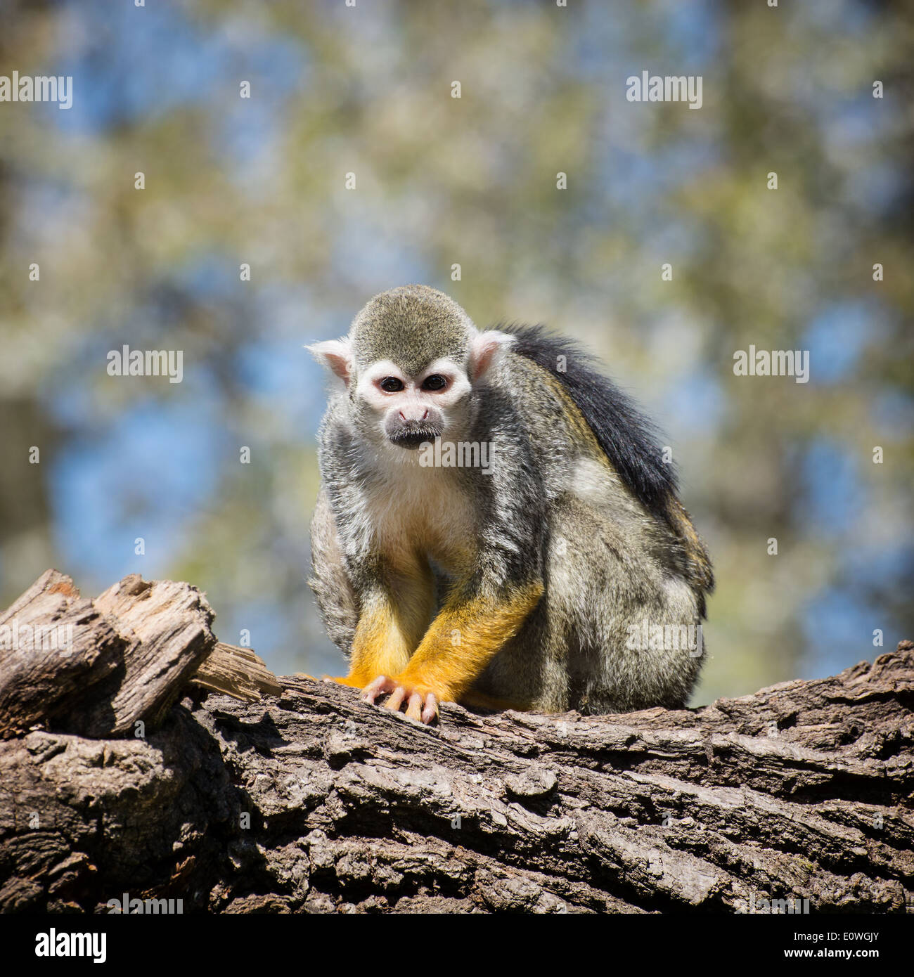 Common squirrel monkey (Saimiri sciureus) on the tree looks at the ...
