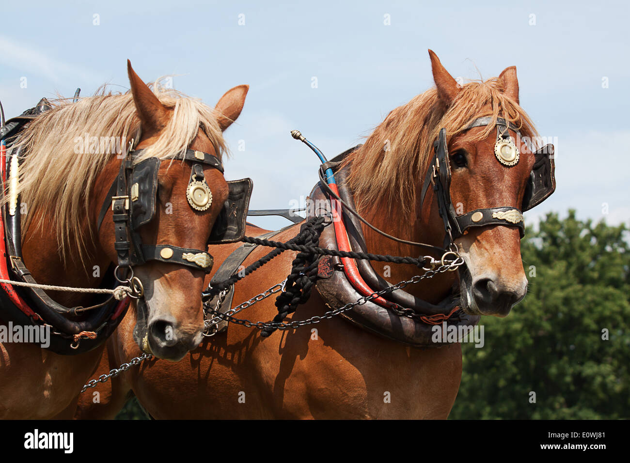 photo of a pair of heavy horse in harness Stock Photo - Alamy