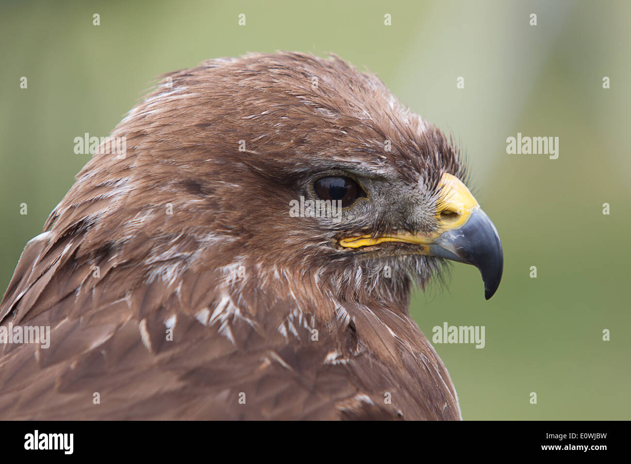 common buzzard portrait Stock Photo - Alamy