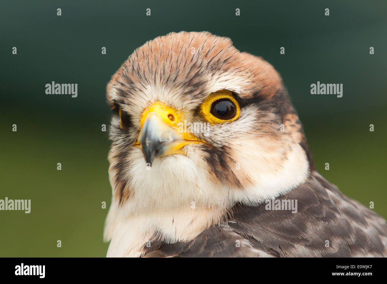 lanner falcon portrait Stock Photo - Alamy