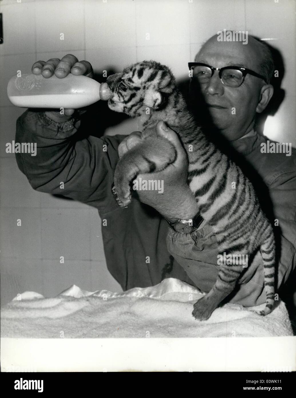 Suki a tiger cub born hi-res stock photography and images - Alamy