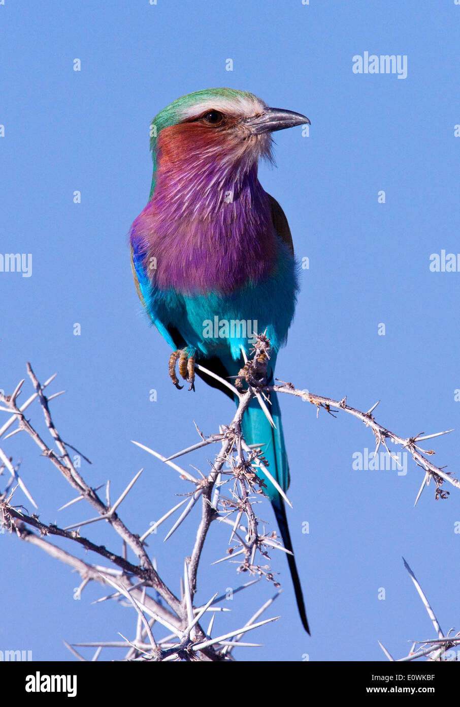 African african bird african roller african wildlife wildlife hi-res ...