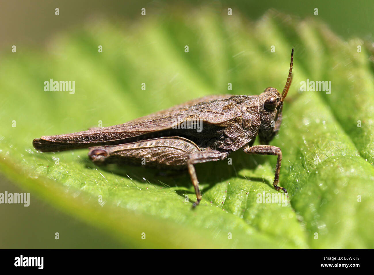 Slender Groundhopper male - Tetrix subulata Stock Photo - Alamy