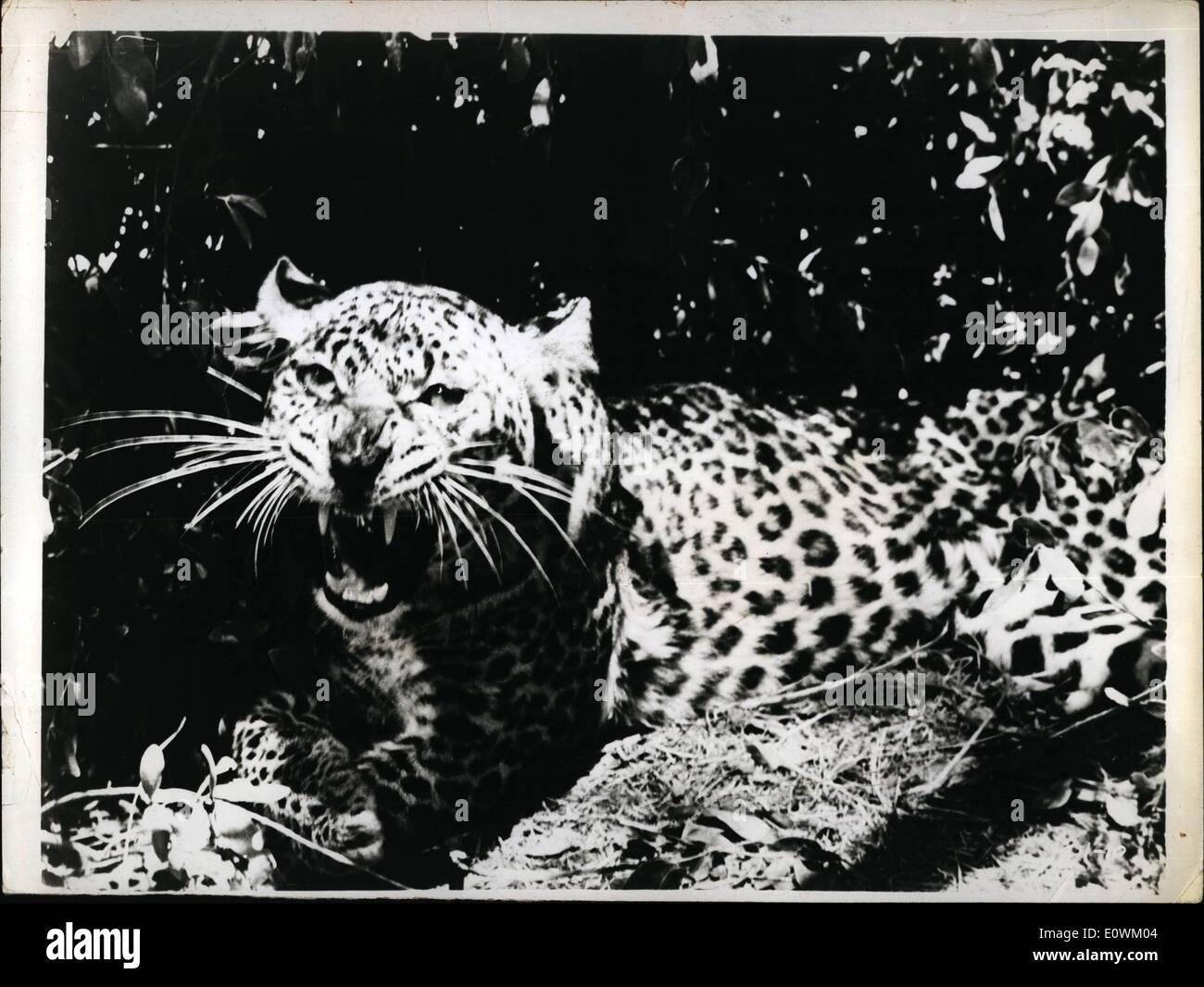 Black leopard snarling hi-res stock photography and images - Alamy