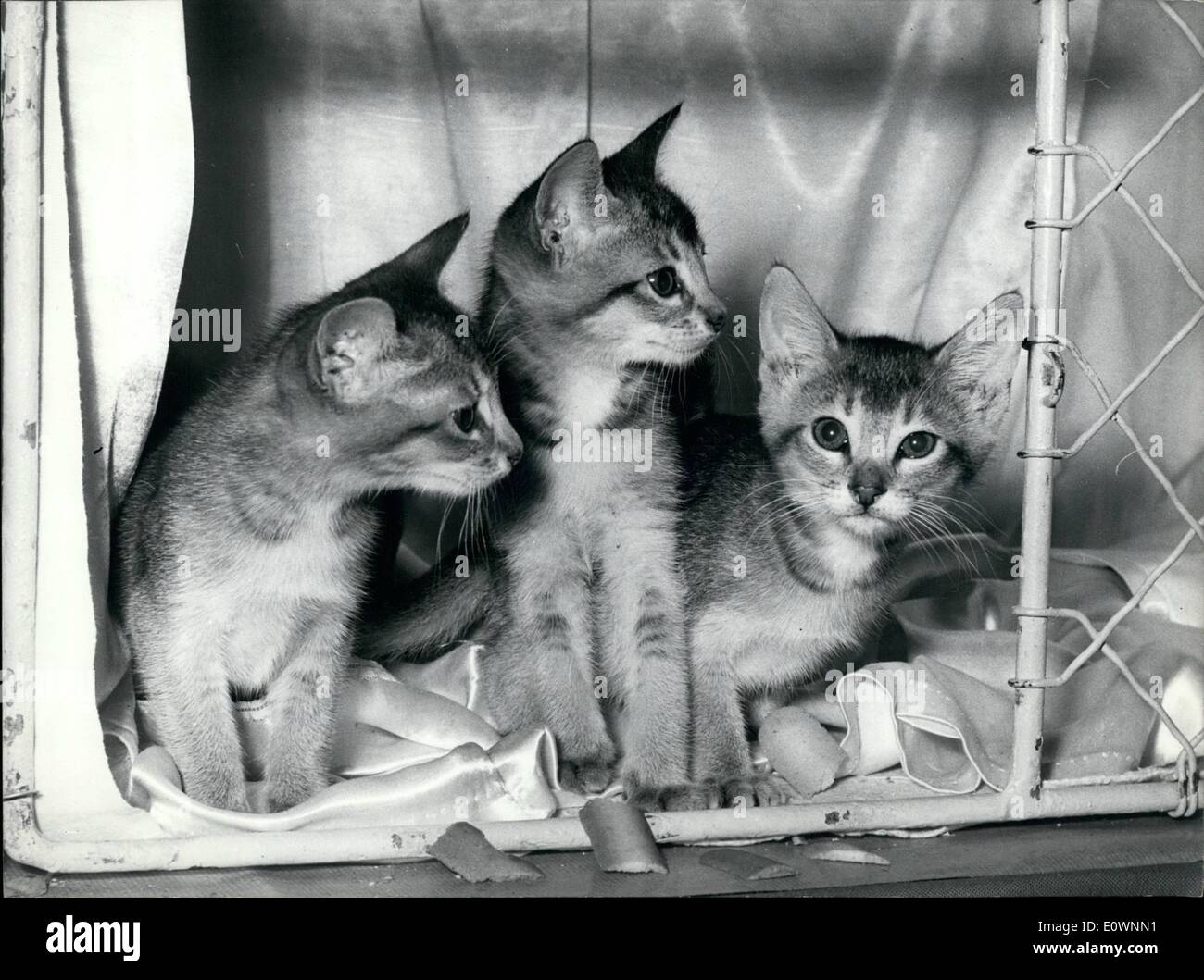 Oct. 10, 1963 - The yearly exhibition of cats will take place from the ...