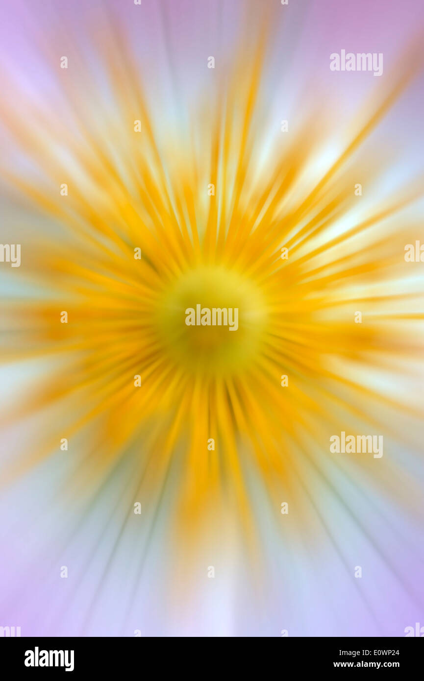 Radiation flower hi-res stock photography and images - Alamy