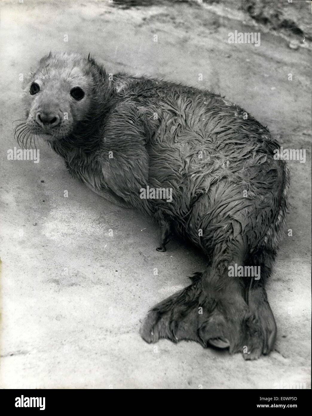 Seal of london hi-res stock photography and images - Alamy