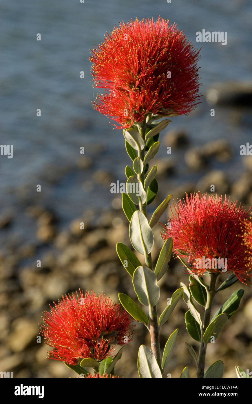 Bay Leaves Flowers High Resolution Stock Photography and Images - Alamy
