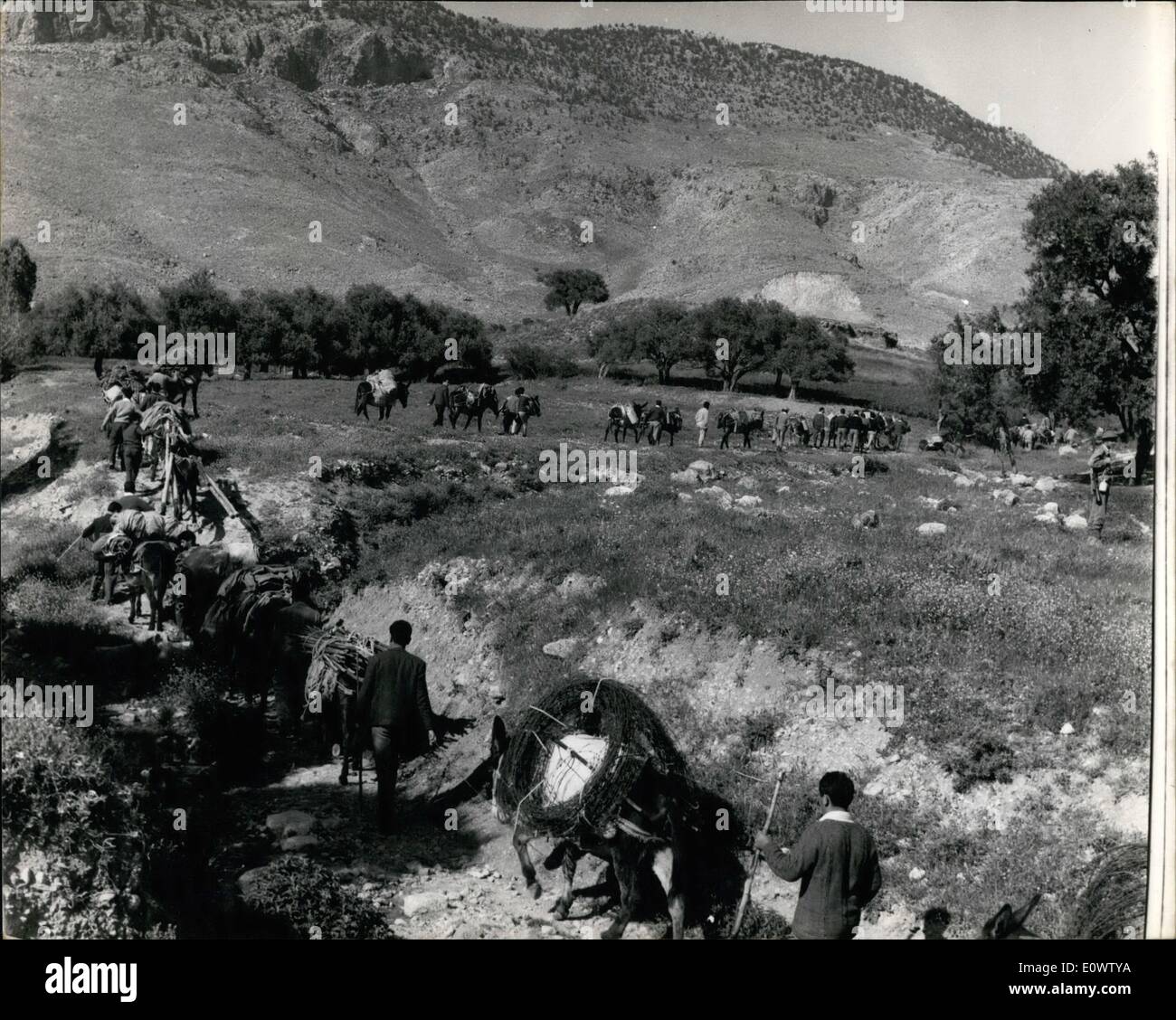 Donkey used transport in hi-res stock photography and images - Alamy