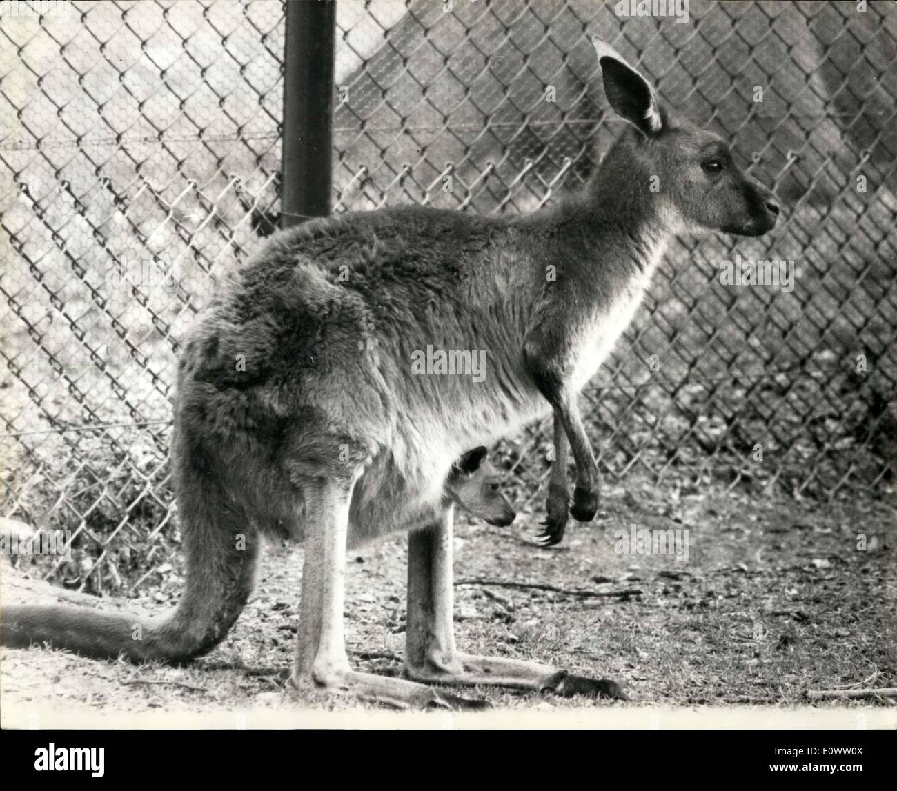 Black faced kangaroo hi-res stock photography and images - Alamy