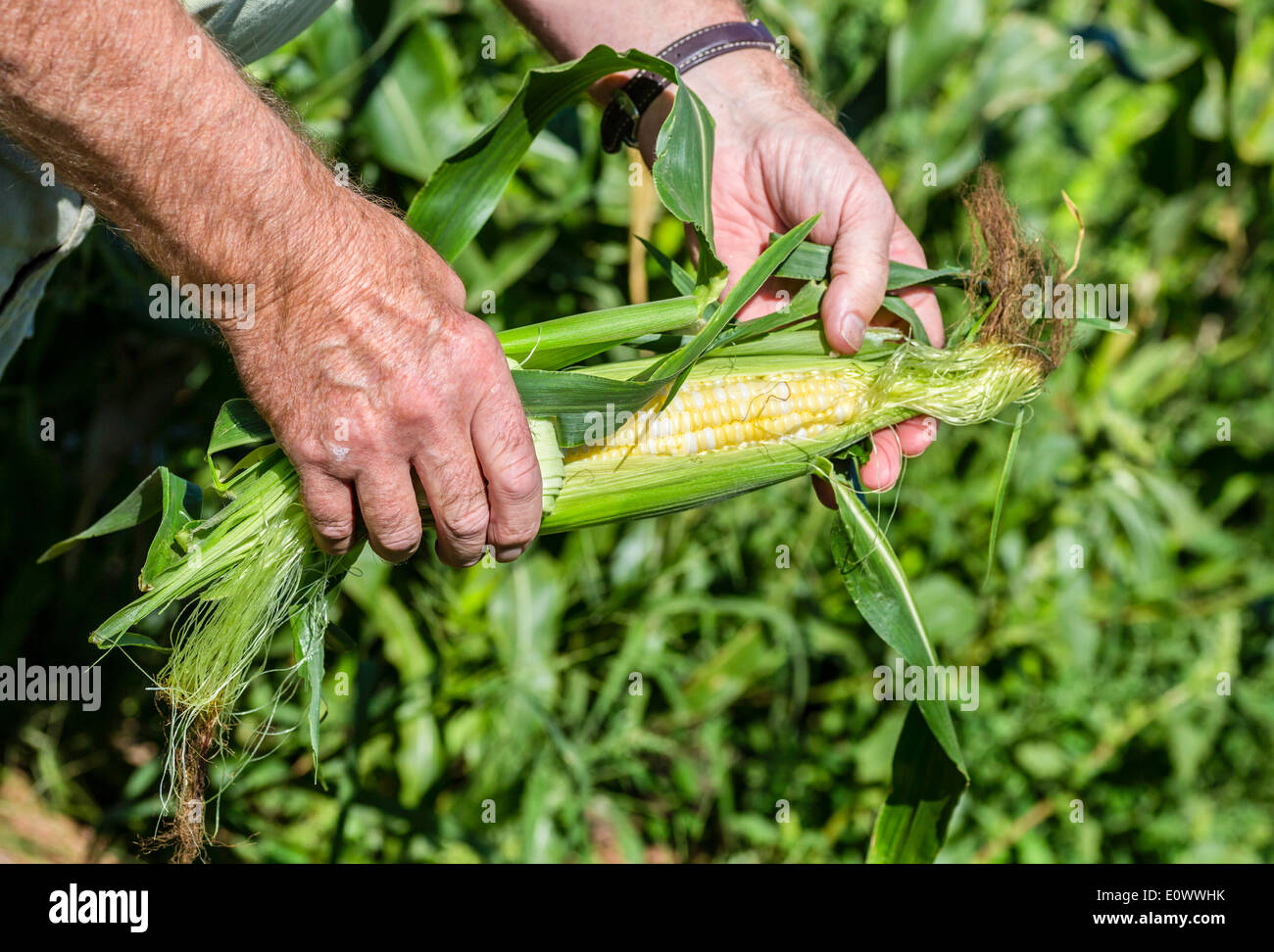Ear corn on cornfield hi-res stock photography and images - Alamy