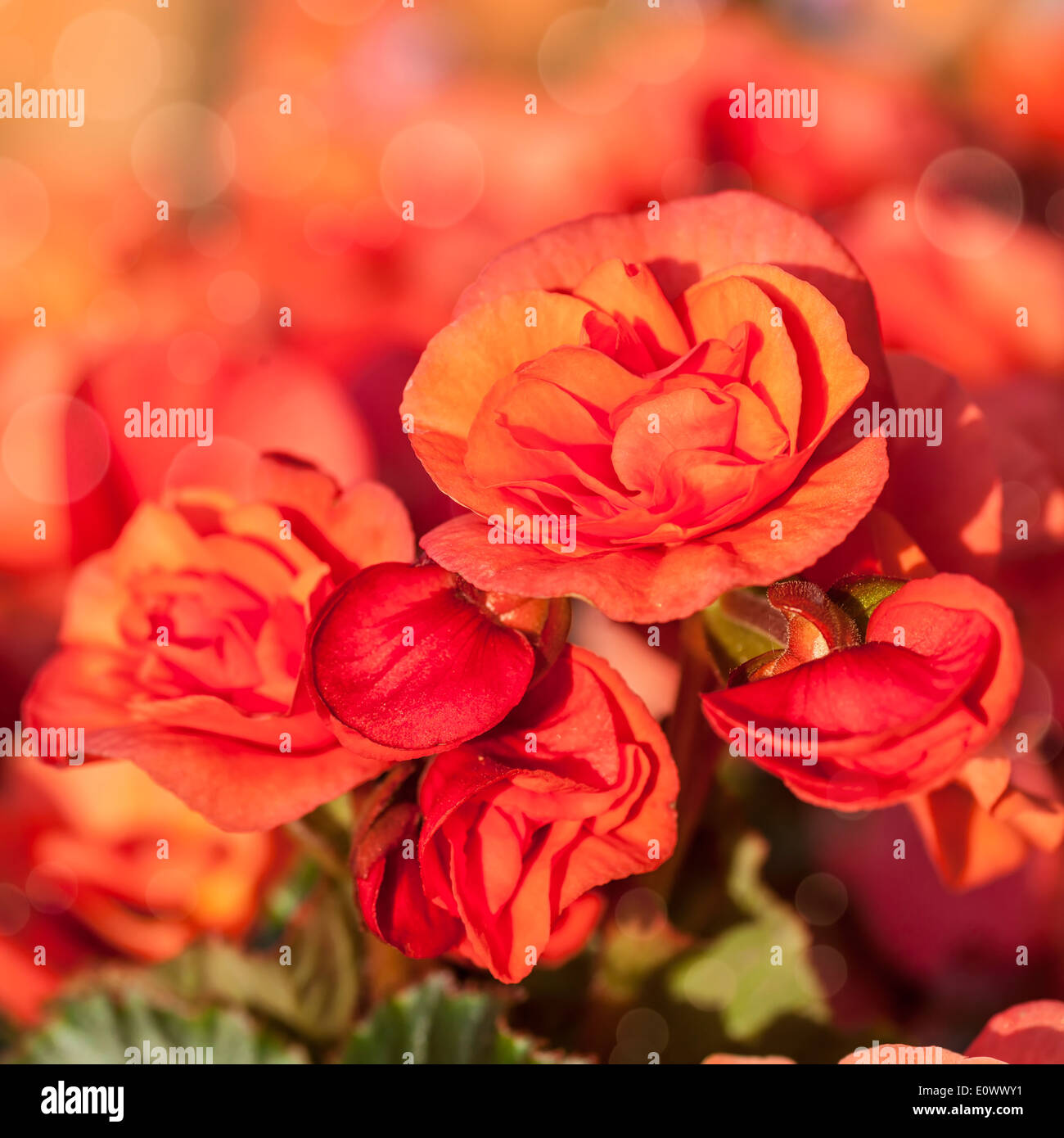 Tuberous begonias container hi-res stock photography and images - Alamy