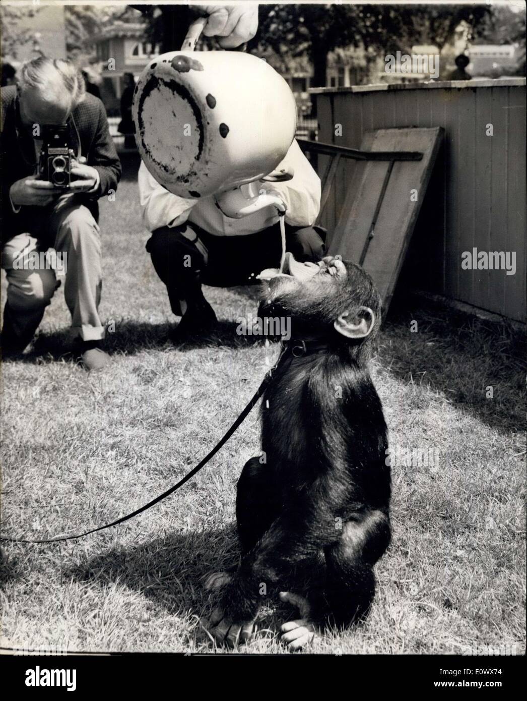 Chimps tea party hi-res stock photography and images - Alamy