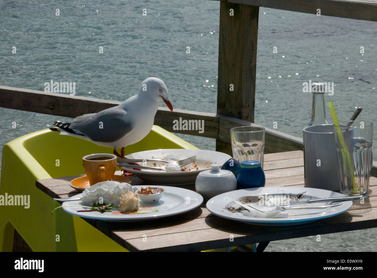Seagull Cafe High Resolution Stock Photography and Images - Alamy