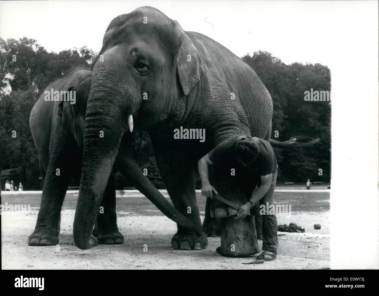 Elephants beauty treatment at zoo hi-res stock photography and images ...