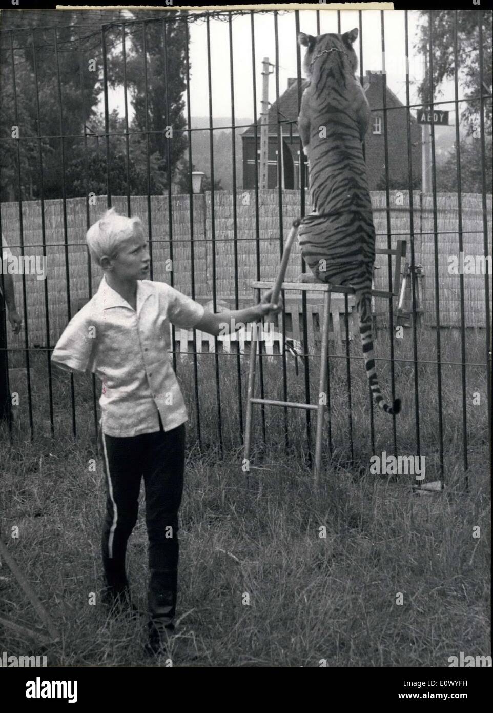 Tigers tiger circus hi-res stock photography and images - Alamy