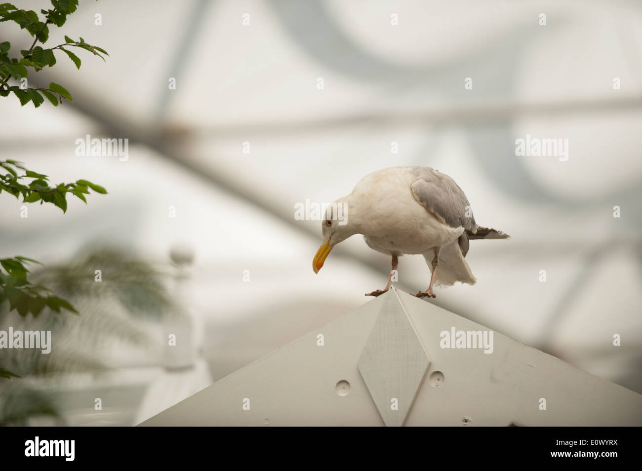 RHS Chelsea Flower Show sponsored by M&G. Seagull on the Fifty Golden ...