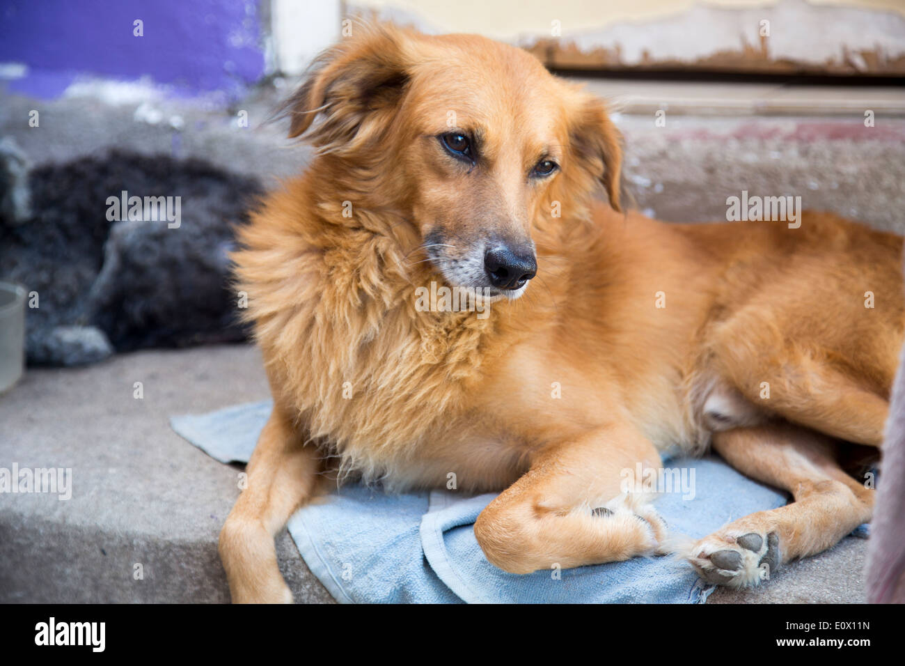 Canine street hi-res stock photography and images - Alamy
