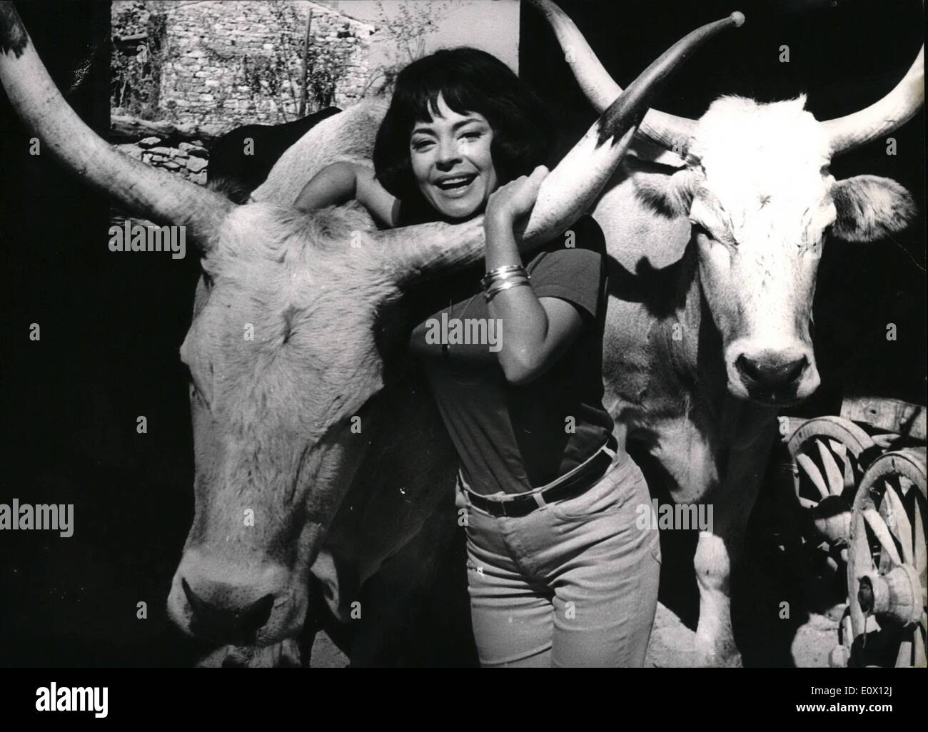 Oct. 10, 1964 - No afraid of bulls... ... is the charming Finnish film ...