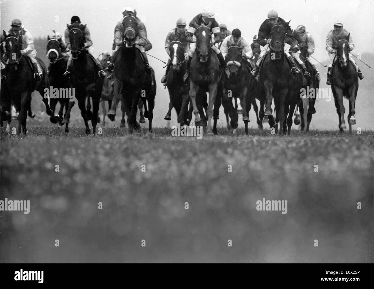 Thoroughbred race horses in Black and White Stock Photos & Images - Alamy