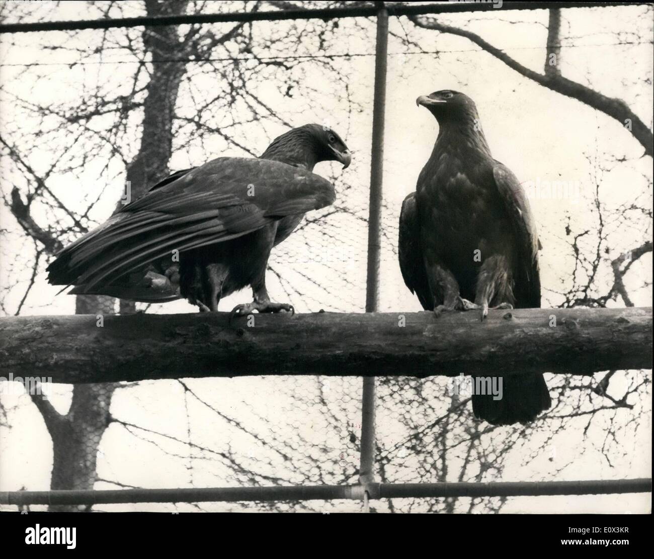 Goldie eagle captured hi-res stock photography and images - Alamy