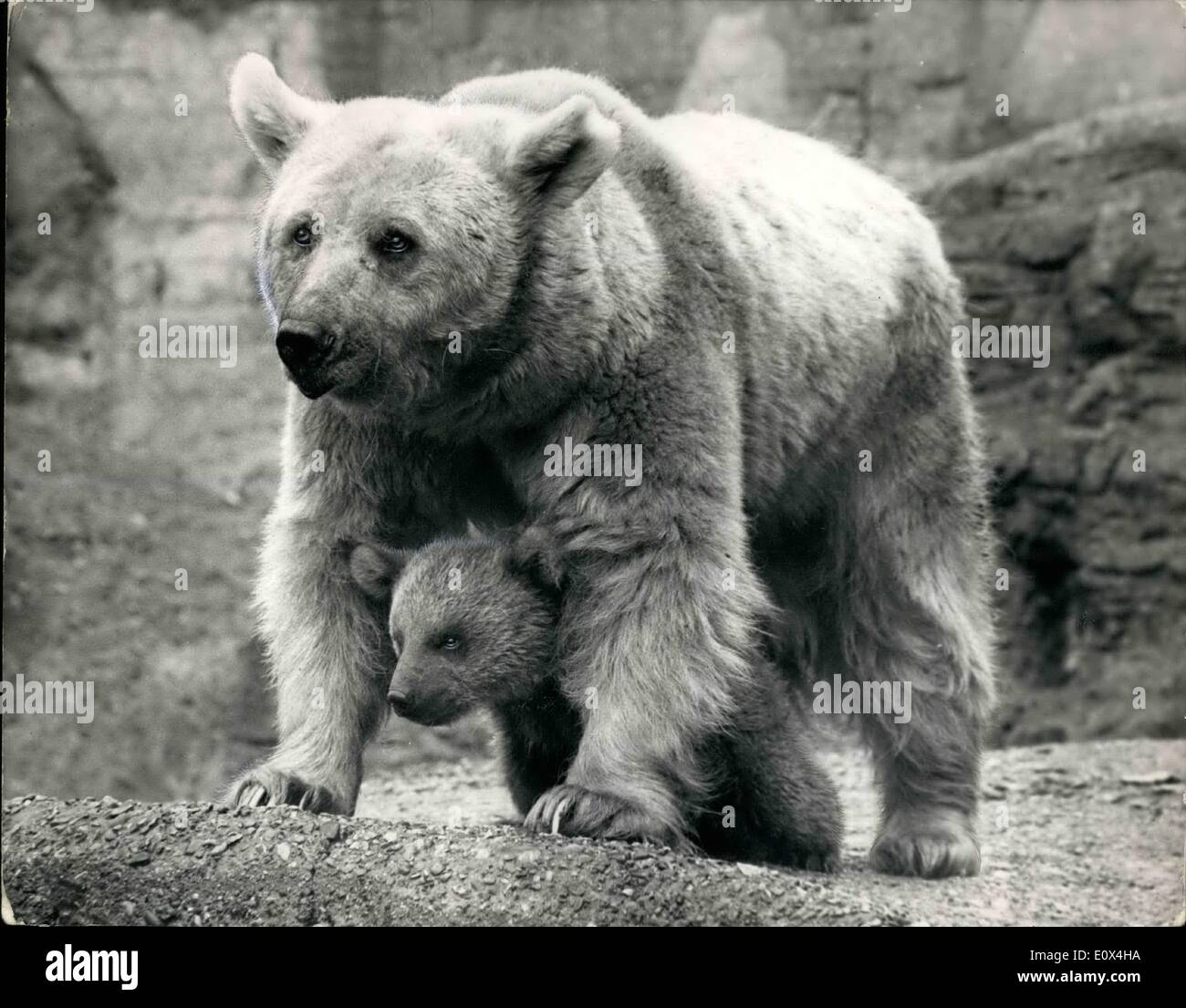 Apr. 04, 1965 - ''Buster'' Becomes ''Bustle''. Born To Princess Anne's ...
