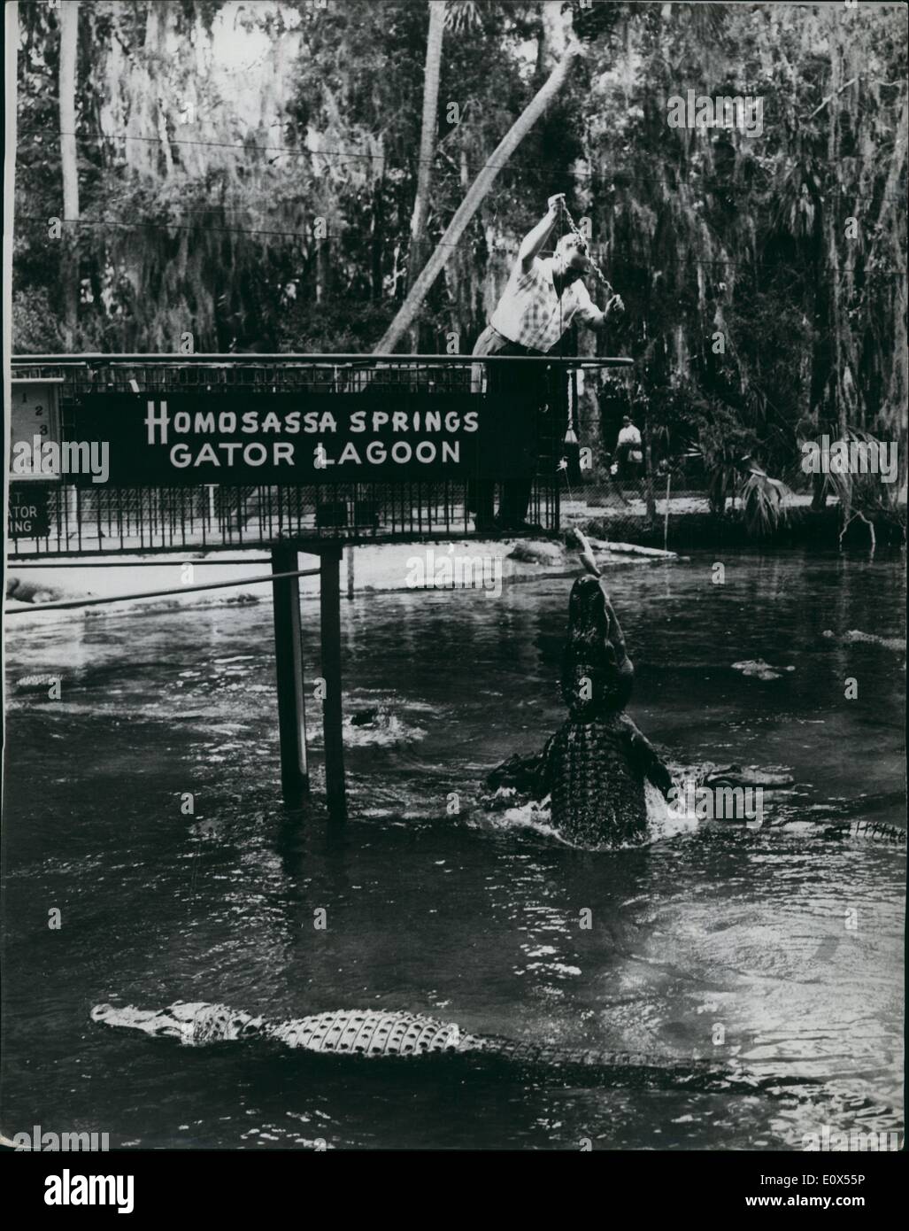 Alligator bait hi-res stock photography and images - Alamy