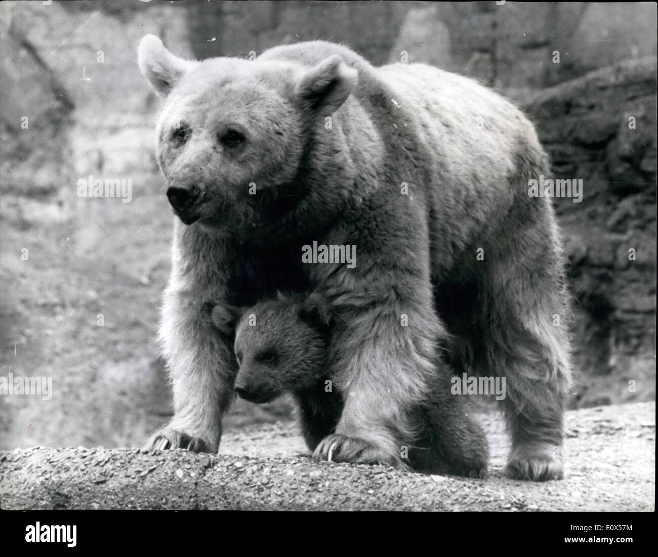 Apr. 04, 1965 - ''Buster'' becomes ''Bustle''... Born to Princess Anne ...