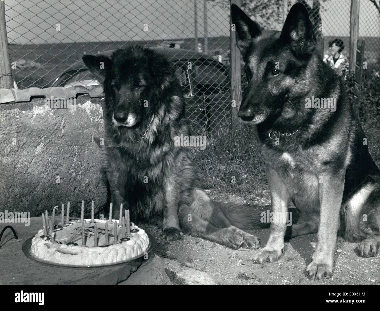 May 05, 1965 - Dox, the famous policeman dog who during his life has ...