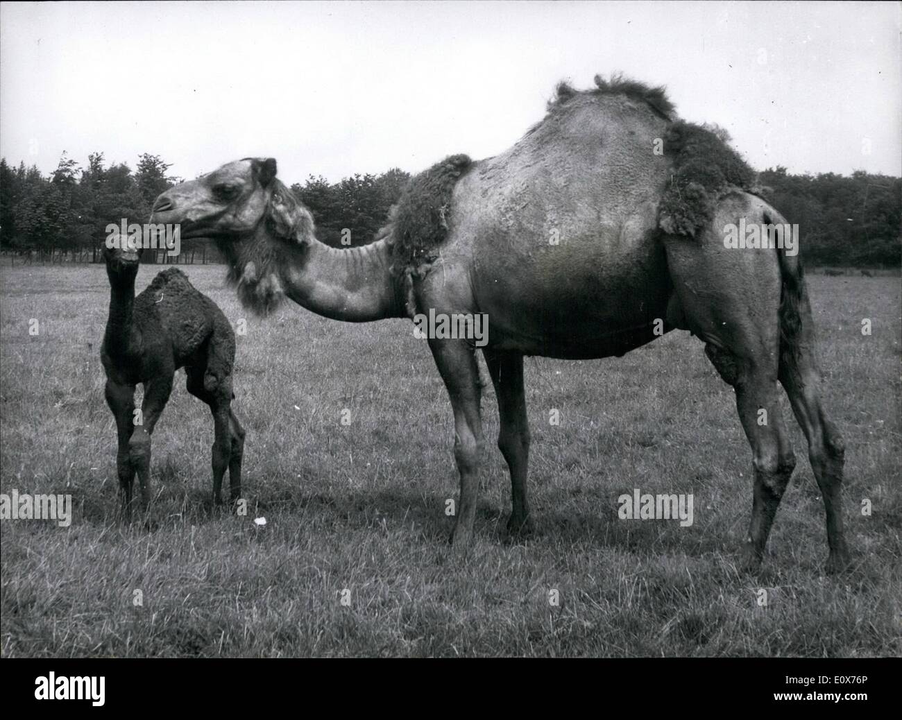 Jul. 07, 1965 - Arabian Camel Born At Whipsnade: Phot Shows The new ...