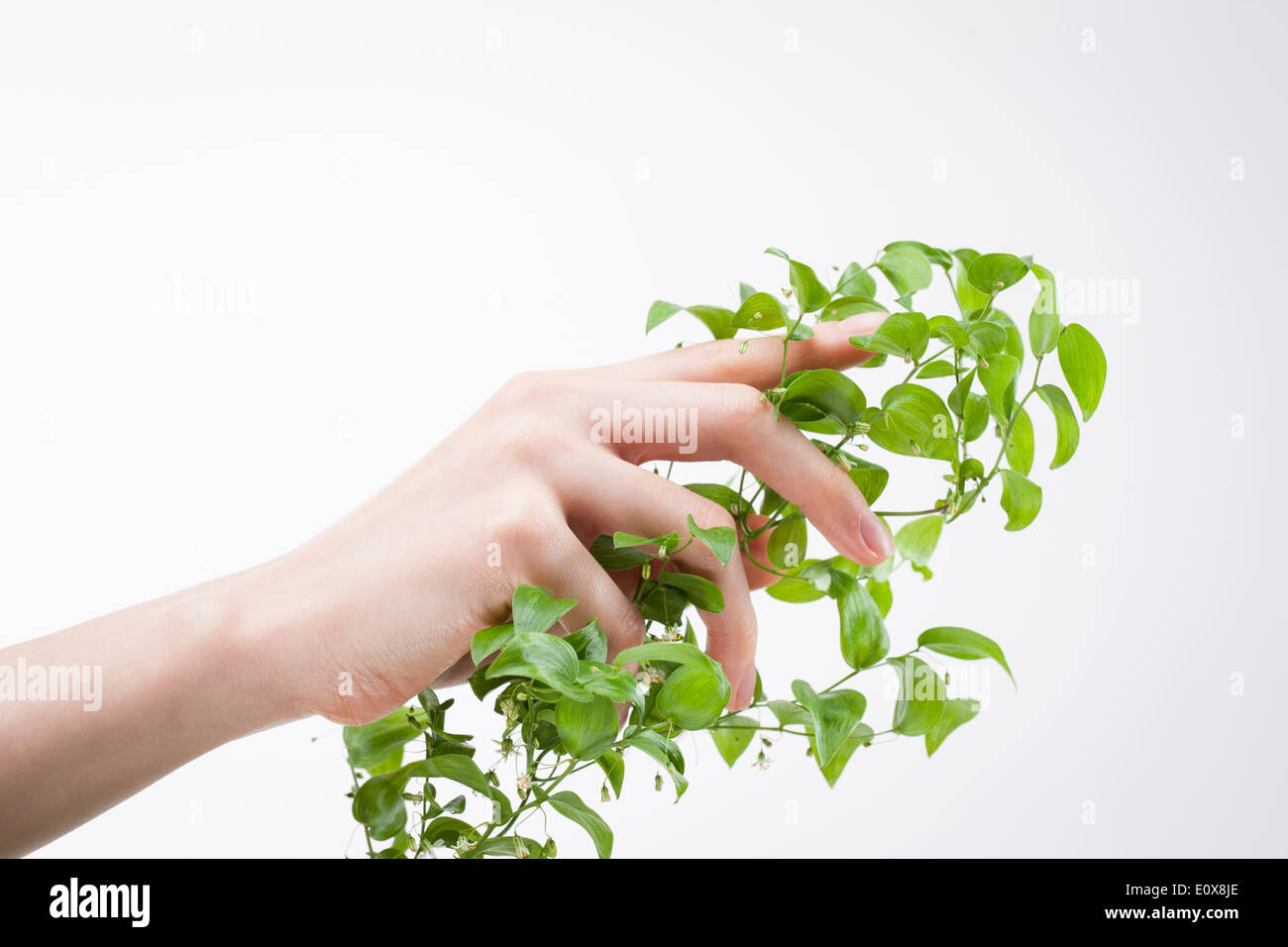 a woman grabbing a plant Stock Photo - Alamy
