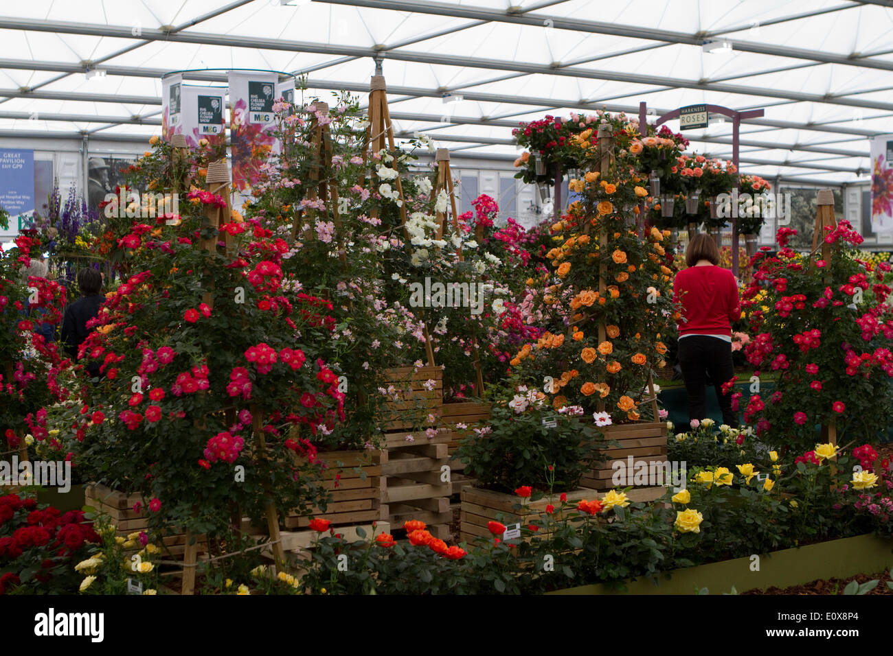 Chelsea Queen Roses High Resolution Stock Photography and Images - Alamy