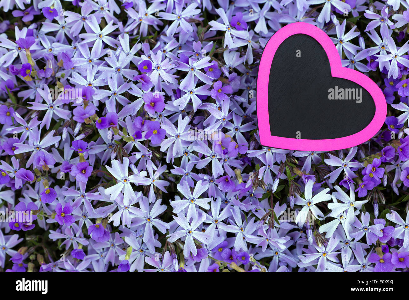 a pink heart with a violett flower background Stock Photo - Alamy