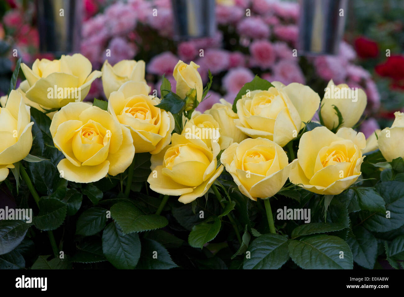 Chelsea Queen Roses High Resolution Stock Photography and Images - Alamy