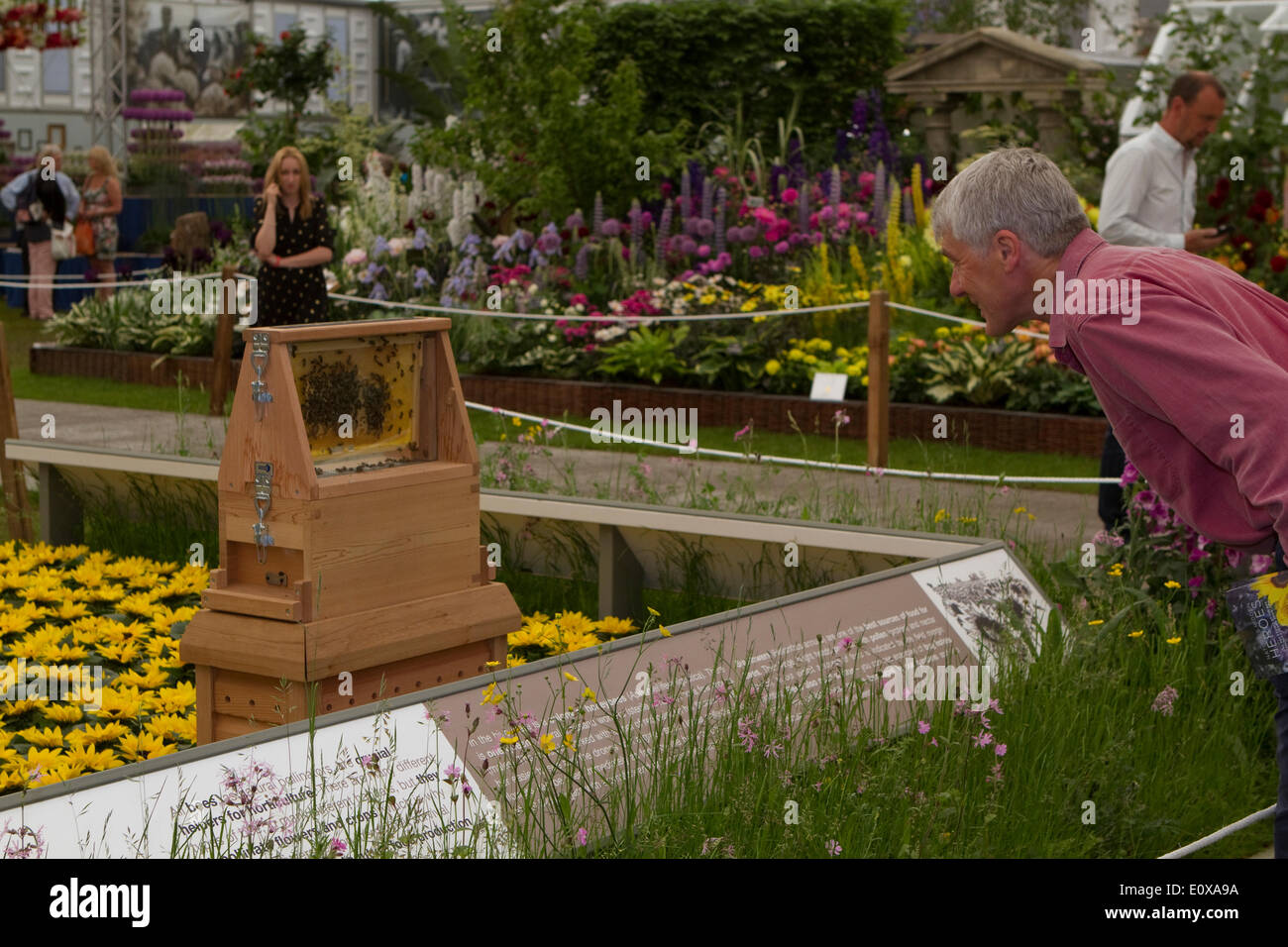 Chelsea, UK. 20th May 2014. Bee hive amongst the sun flowers on display ...