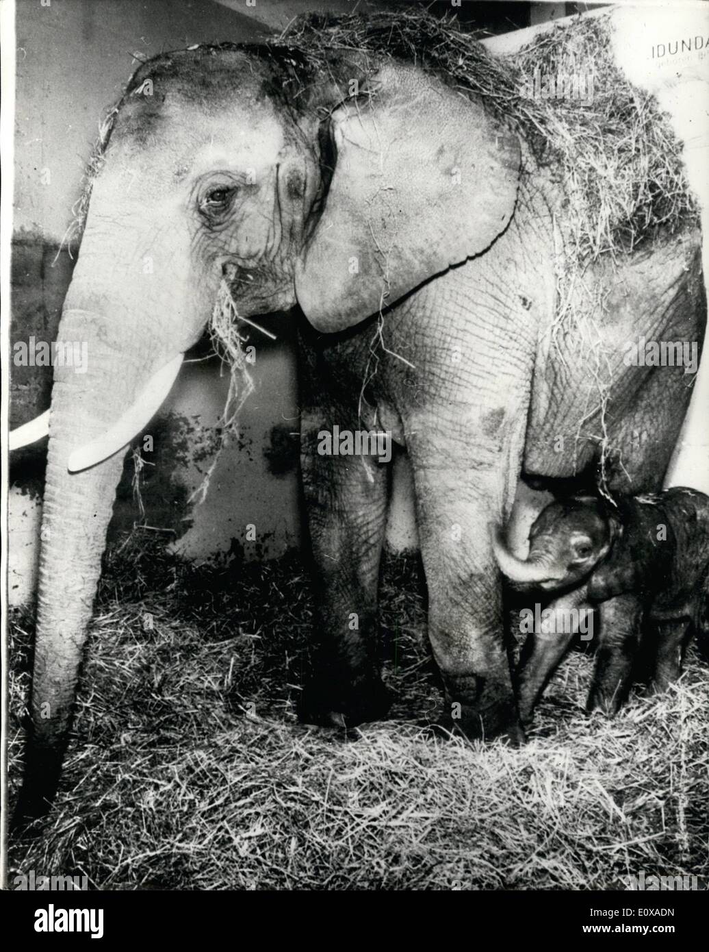 Jan. 01, 1966 - Female African Elephant Becomes a Mother for the Third ...