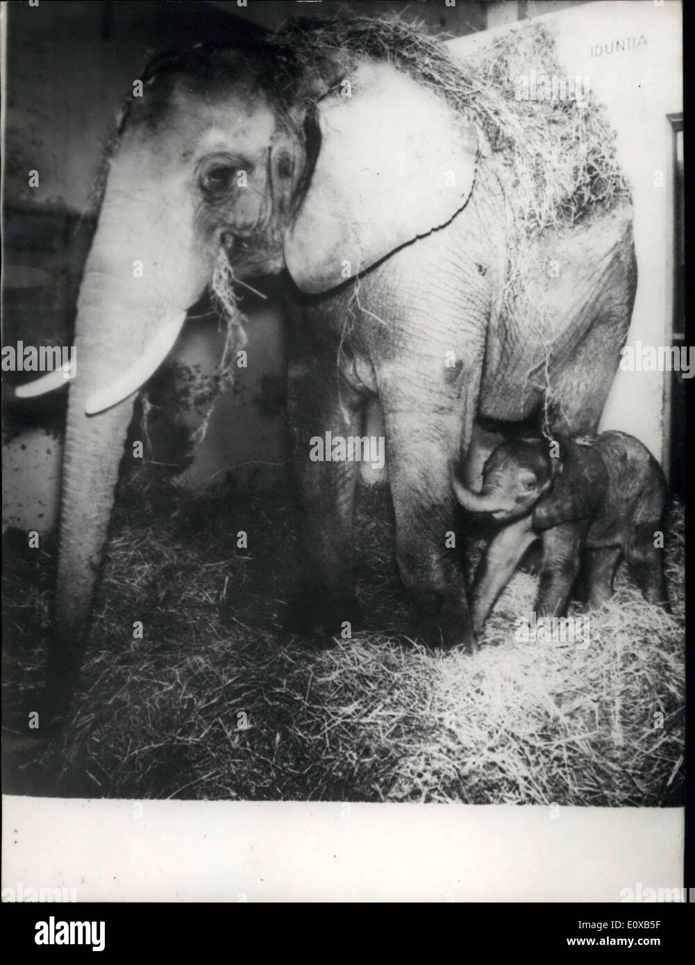 Jan. 13, 1966 - She elephant Mother for the third time in captivity ...