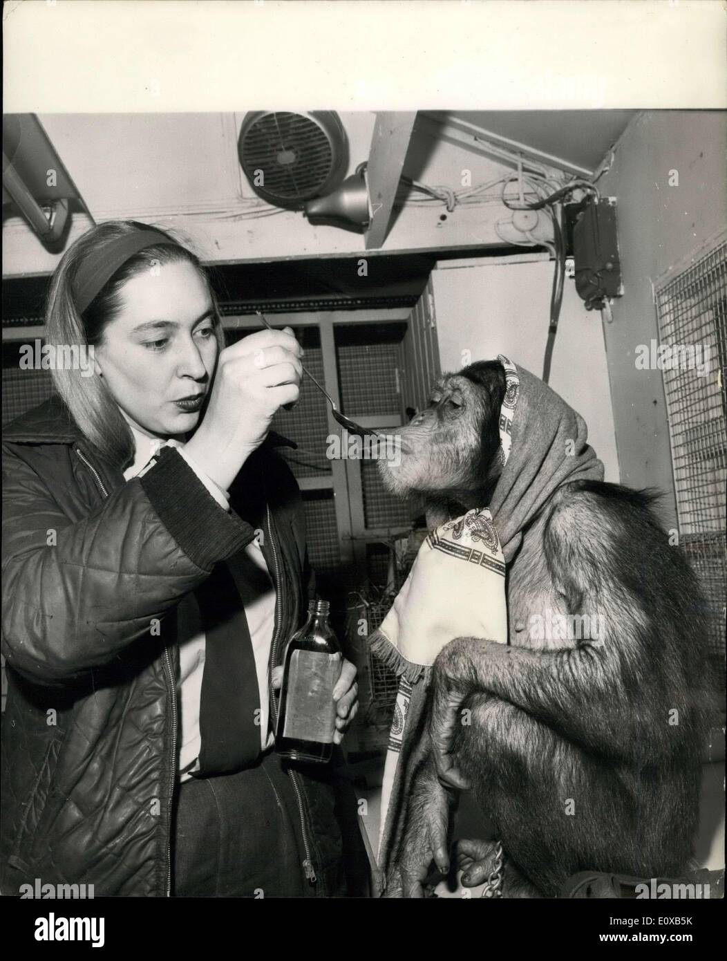 Jan. 14, 1966 - Cough Mixture For Lottie The Chimp: The three ...