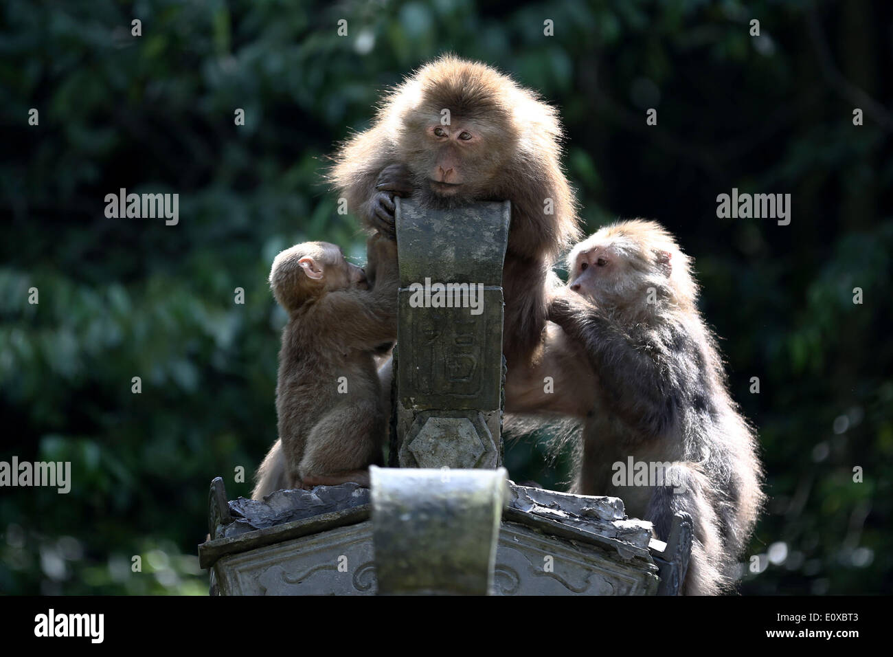 Huangshan wild monkey valley hi-res stock photography and images - Alamy