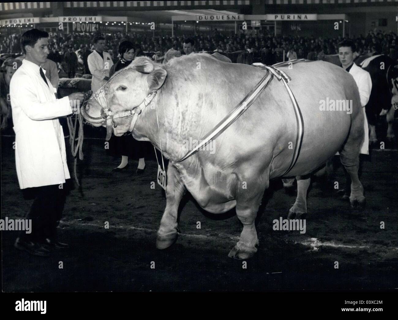 Prize bull hi-res stock photography and images - Alamy