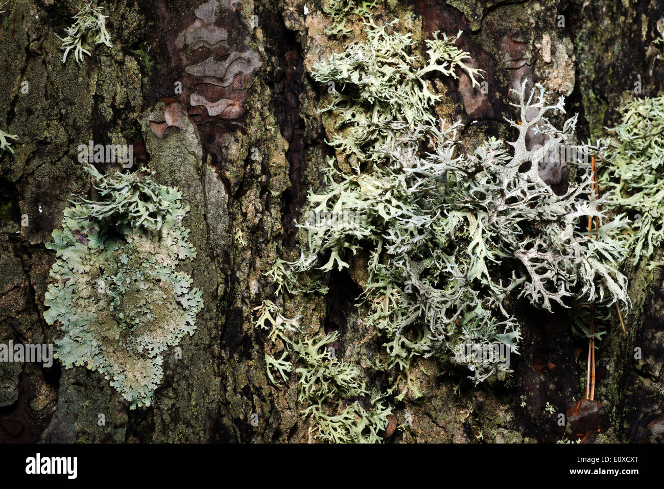 Lichens on a pine tree Gokova Turkey Stock Photo - Alamy