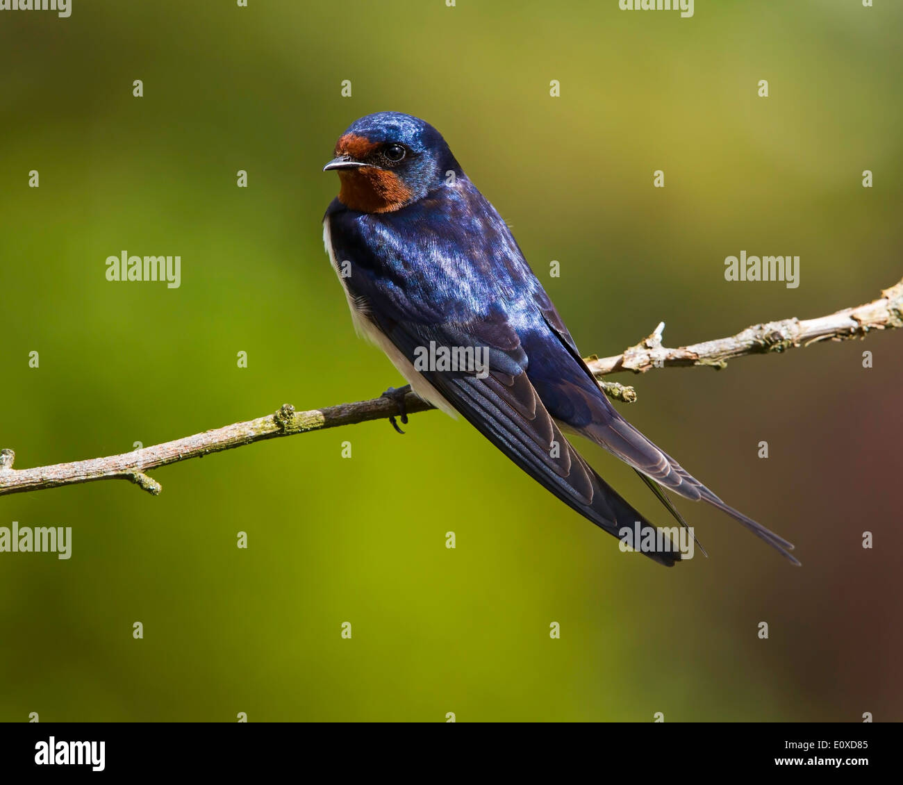 Great swallow hi-res stock photography and images - Alamy