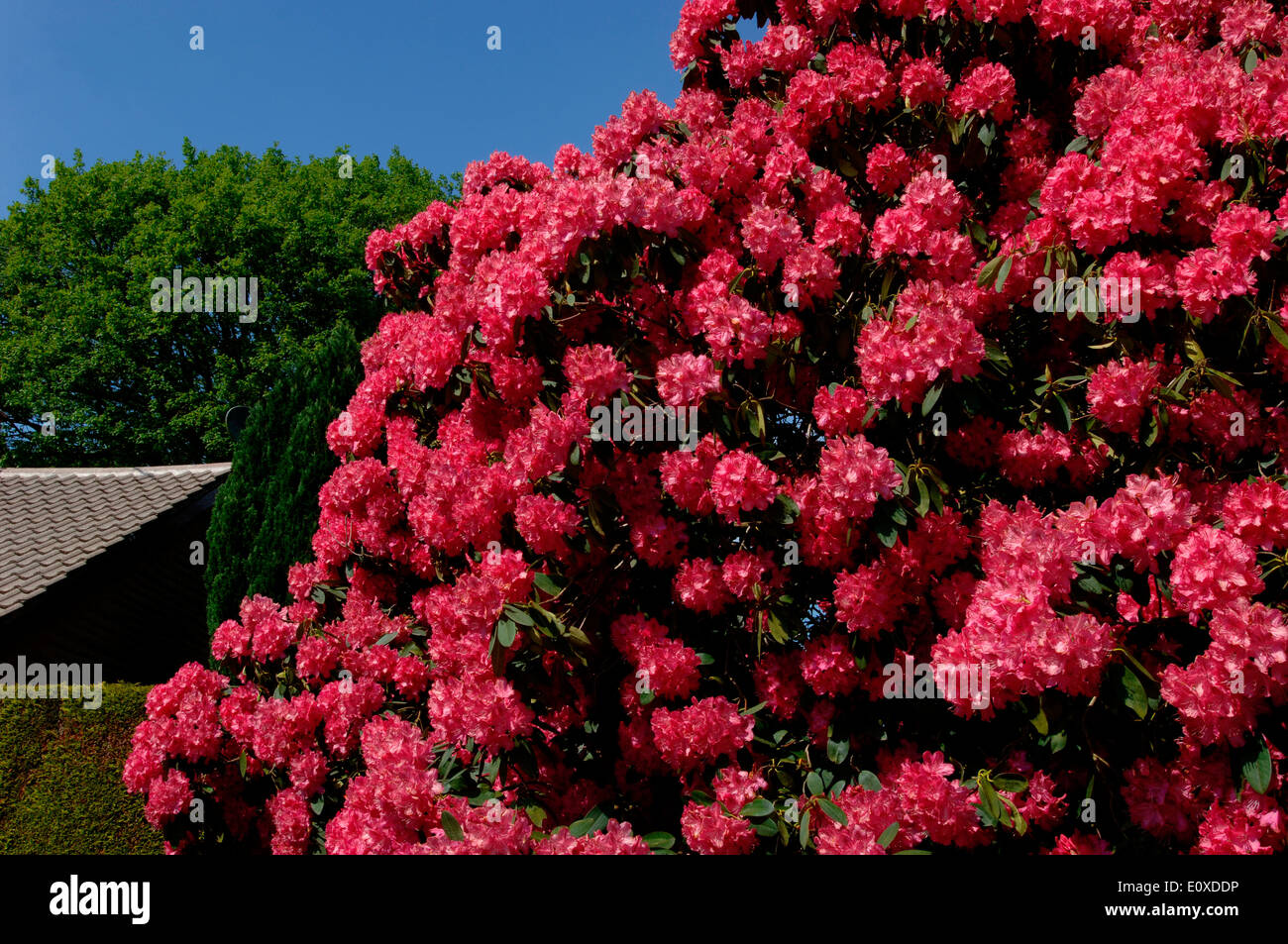 Rhododendron bush pink flowers hi-res stock photography and images - Alamy