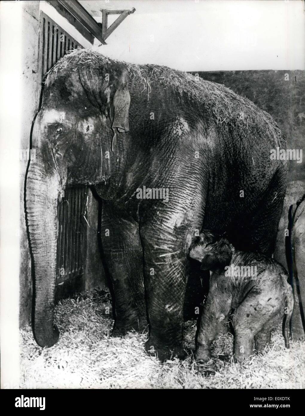 Jun. 24, 1966 - The first elephant birth in Denmark for fifty years : A ...
