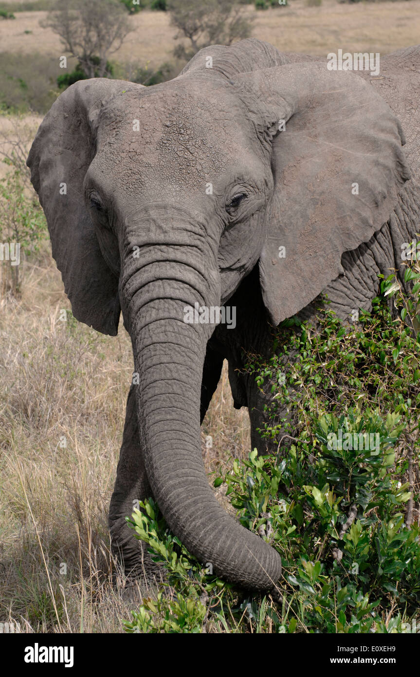 Female elephant hi-res stock photography and images - Alamy