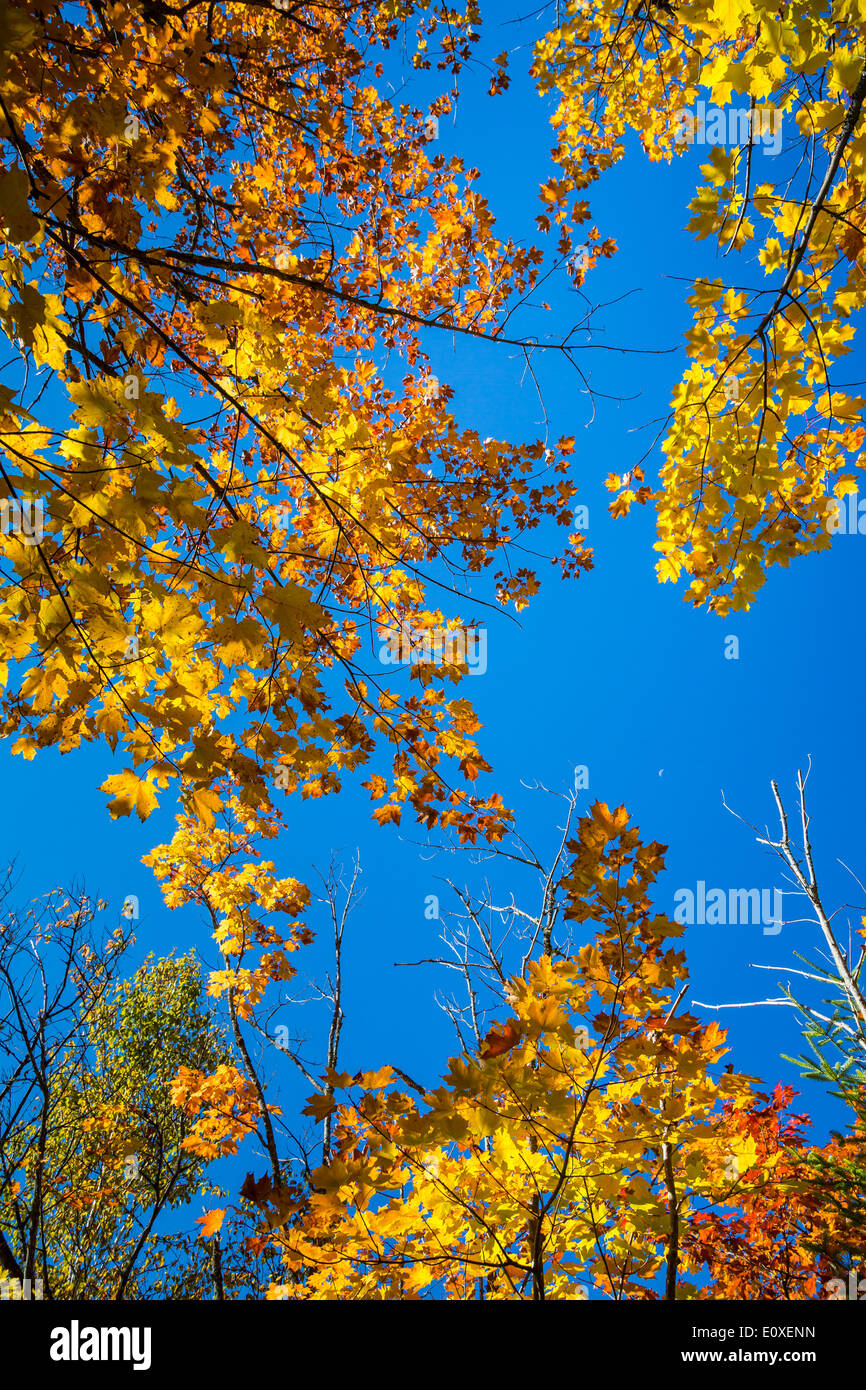Blue sky and yellow maple trees in La Maurice National Park, Quebec ...